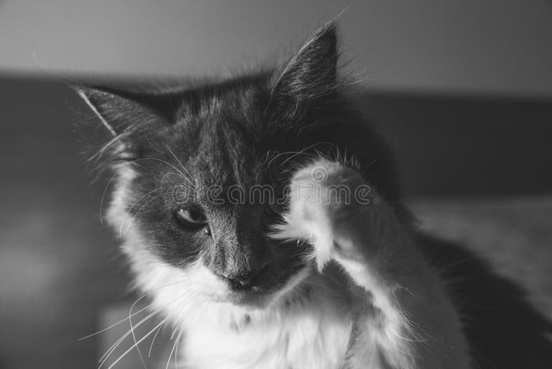 Astuto el gato foto de archivo. Imagen de adorable, animales - 119740642