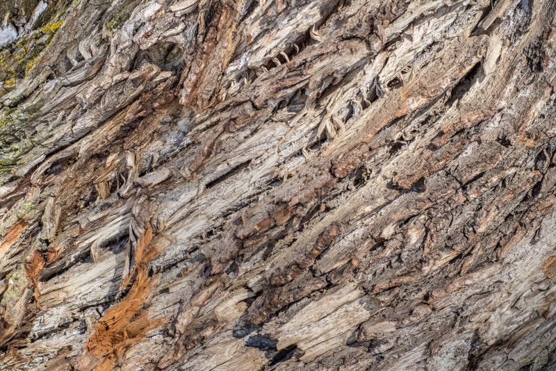 Abstract Background of Rugged Wooden Bark Stock Photo - Image of ...