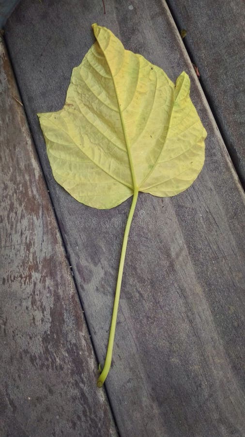 Asymmetric Pattern in Nature Stock Image - Image of vertical, network ...