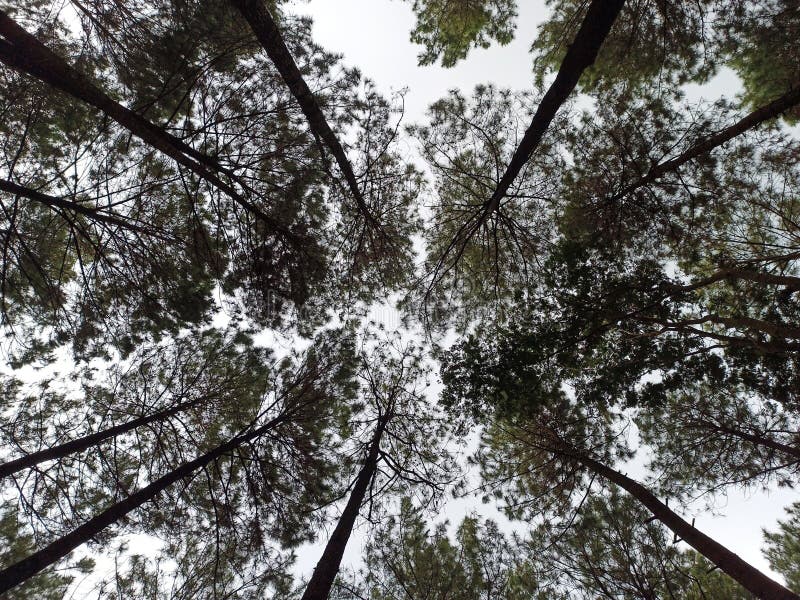 186 Asymmetrical Tree Stock Photos - Free & Royalty-Free Stock Photos ...