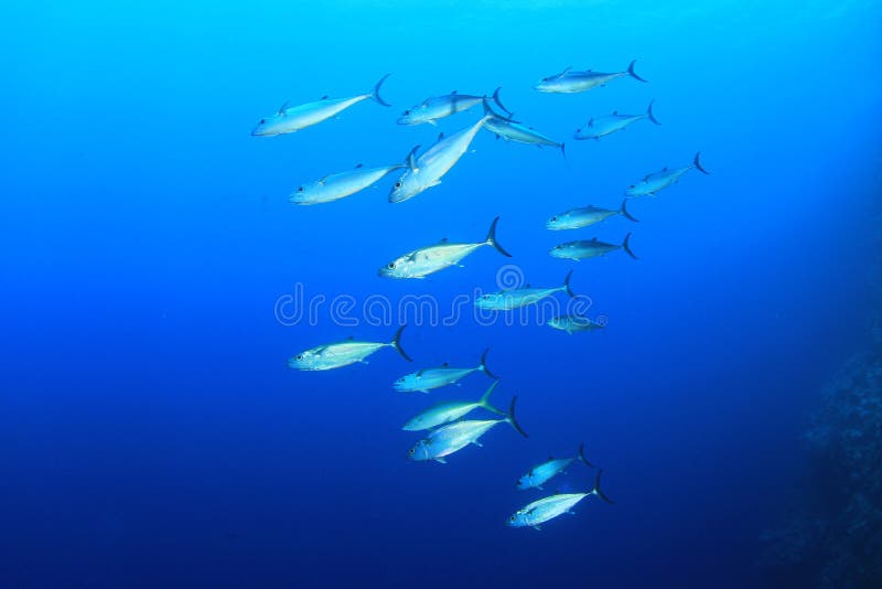 Atún en el mar imagen de archivo. Imagen de caballa, color - 19331551