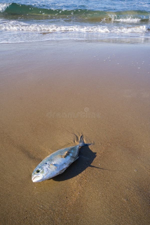 Atún muerto imagen de archivo. Imagen de pescados, nadada - 8501207