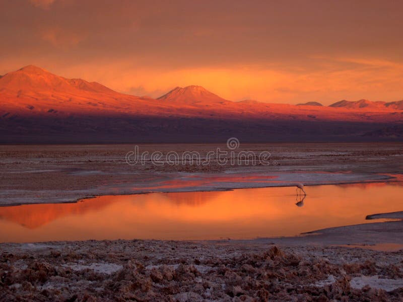 Atacama`s Sunset - Lonely Flamingo Stock Photo - Image of bolivia, flat ...