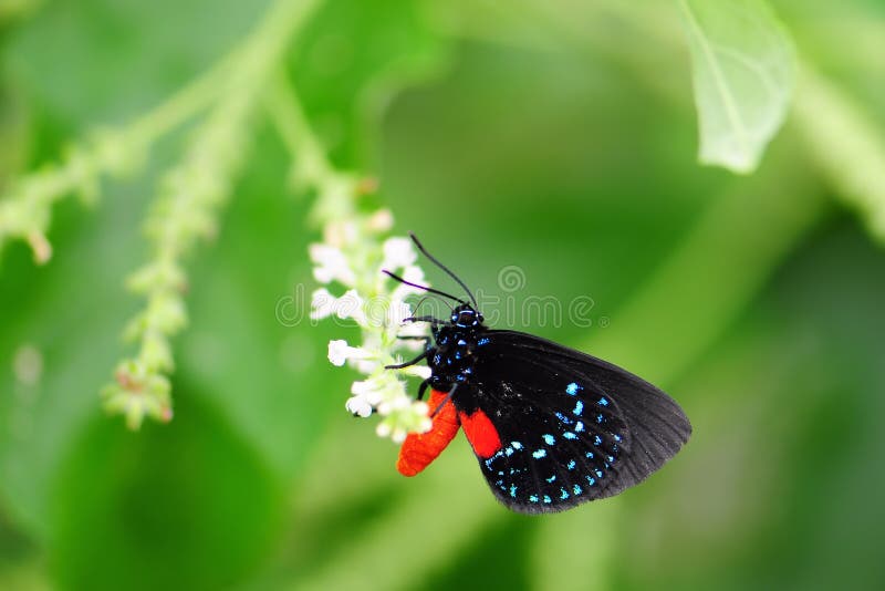 Atala Butterfly stock image. Image of animals, insect - 24162693