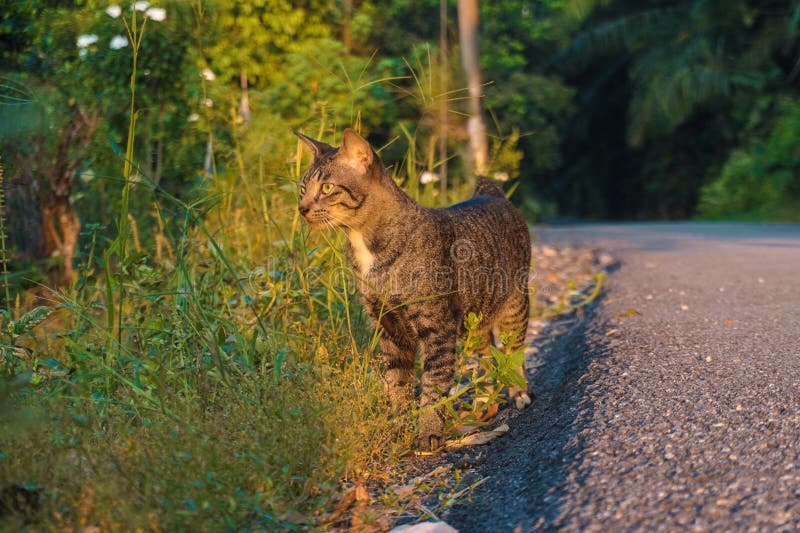Atan stock image. Image of grass, malaysia, stripes - 154158743
