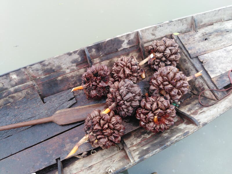 Atap or Nipa Palm is a Kind of Fruits, Found at on the Riverside. Stock ...