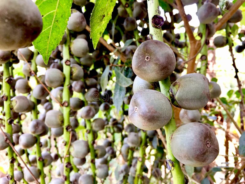 Atap palm stock image. Image of fruit, palm, atap, pinnata - 114335429