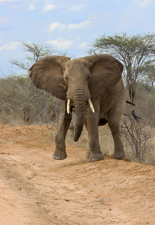 Ataque Do Elefante Africano. Imagem de Stock - Imagem de wildlife ...