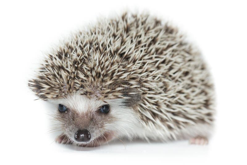 Atelerix Albiventris, African Pygmy Hedgehog. Stock Image - Image of ...