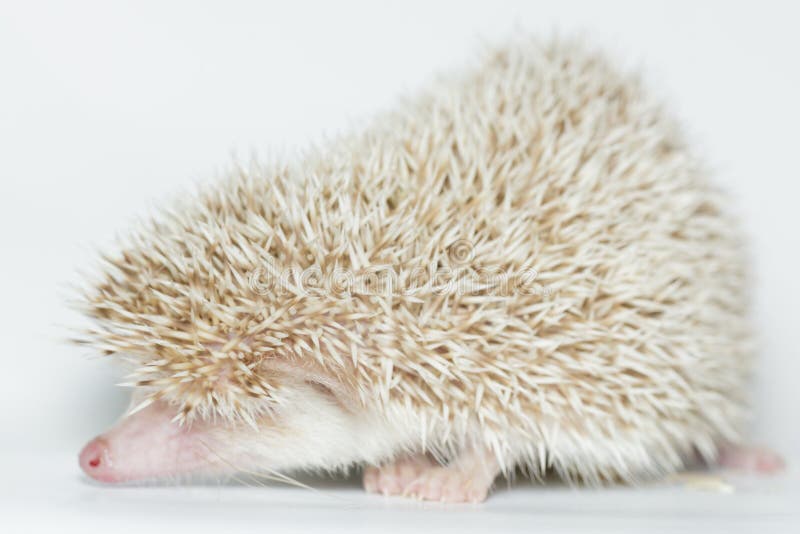 Atelerix Albiventris, African Pygmy Hedgehog. Stock Image - Image of ...