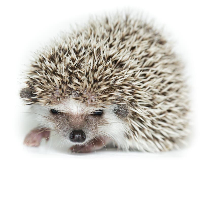 Atelerix Albiventris, African Pygmy Hedgehog. Stock Image - Image of ...