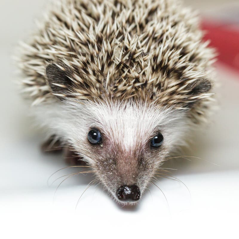 Atelerix Albiventris, African Pygmy Hedgehog. Stock Image - Image of ...