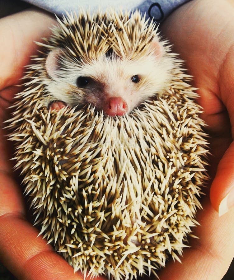African hedgehog Atelerix stock photo. Image of hands - 182835098