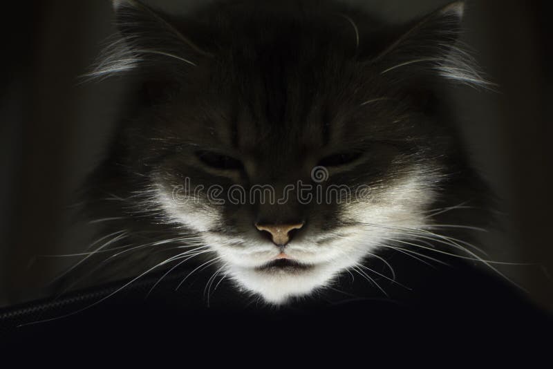 Aterrador Gato Con Colmillos. Gato Aterrador Foto de archivo - Imagen ...