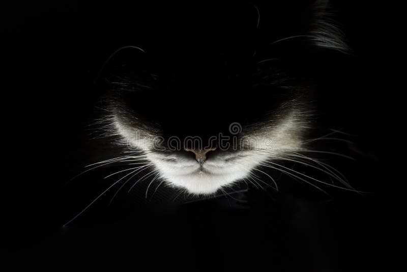 Aterrador Gato Con Colmillos. Gato Aterrador Foto de archivo - Imagen ...