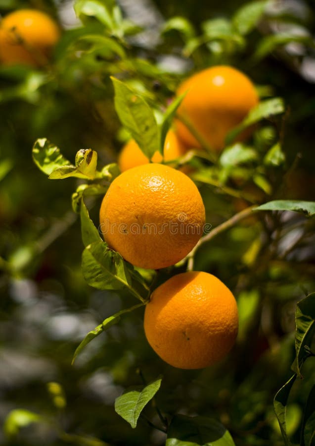 Athenian Oranges stock image. Image of orange, green - 17565457