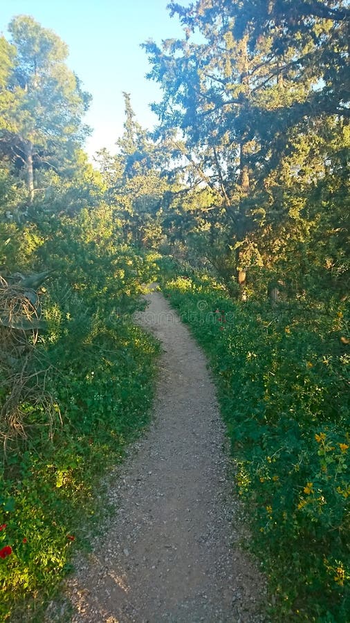 A Peaceful Dirt Pathway Winding through a Lush Forest Stock Image ...
