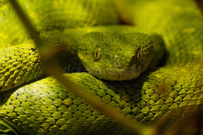 Atheris Chlorechis, Green African Viper, Portrait of an Interesting ...