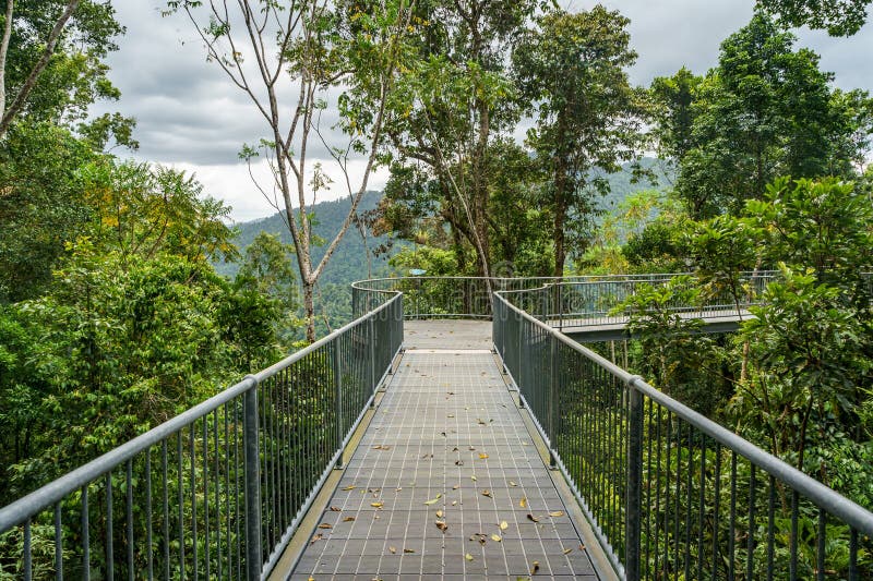 Atherton Tablelands- Boardwalk in the Forest Canopy Stock Image - Image ...