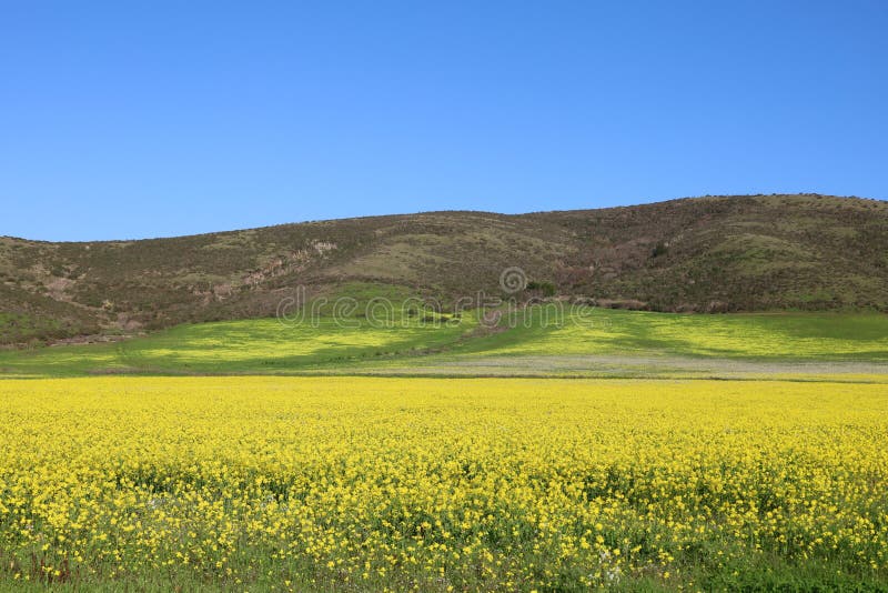 Athlete in Action on a Track and Field Stock Image - Image of outdoors ...