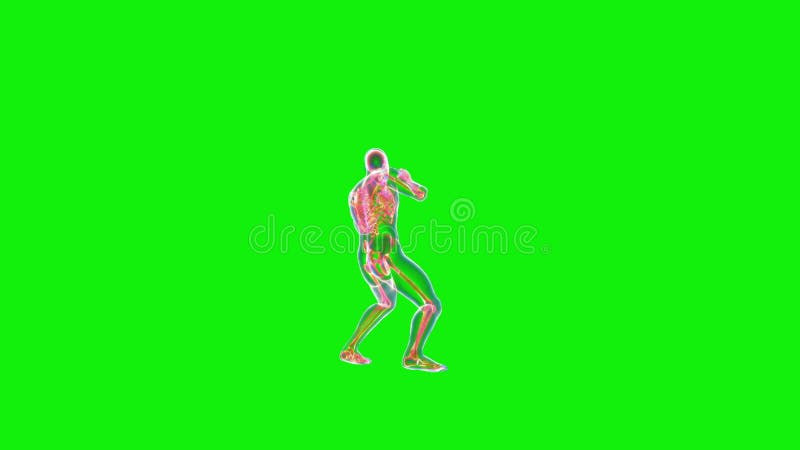 Athlete X-Ray Boxing, Side View, Seamless Loop, Green Screen Chromakey ...