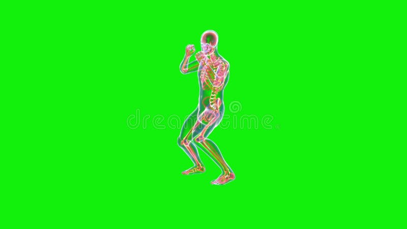 Athlete X-Ray Boxing, Side View, Seamless Loop, Green Screen Chromakey ...