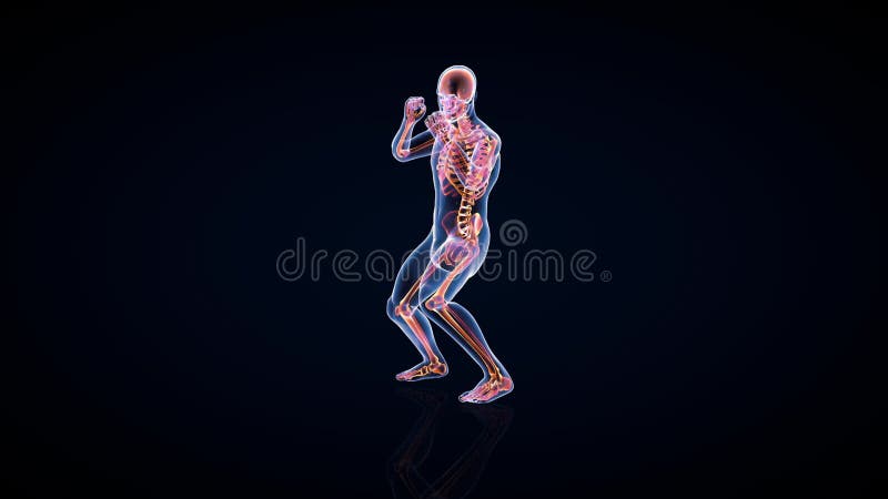 Athlete X-Ray Boxing, Front View, Seamless Loop, Alpha Channel Stock ...