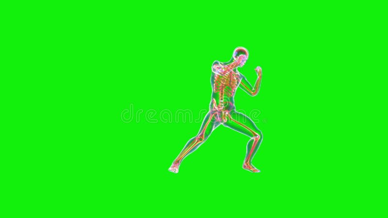 Athlete X-Ray Boxing, Side View, Seamless Loop, Green Screen Chromakey ...