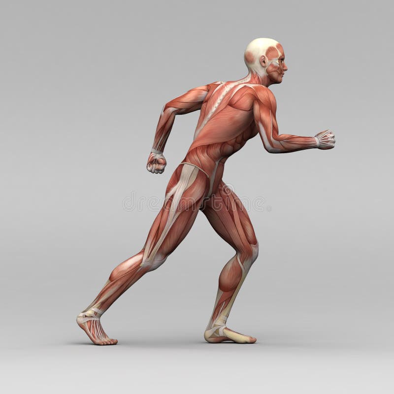 Athletic Male Human Anatomy and Muscles Stock Illustration ...