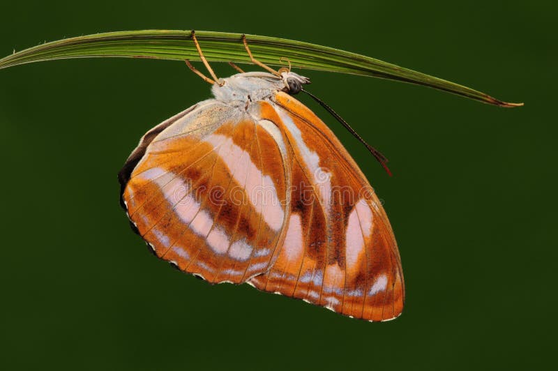 Athyma Cama Butterfly Stock Photos - Free & Royalty-Free Stock Photos ...