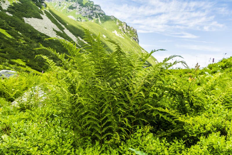 Athyrium Distentifolium (Alpine Lady-fern). Stock Image - Image of ...