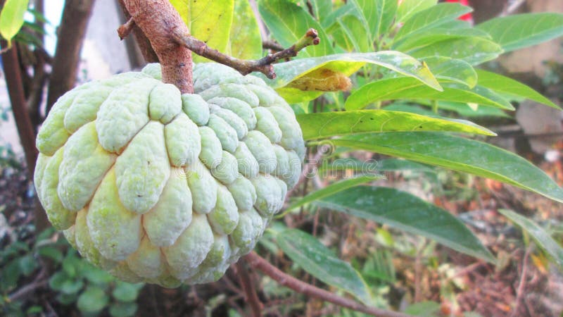 Atis or sugar-apple fruit stock image. Image of leaves - 184022911
