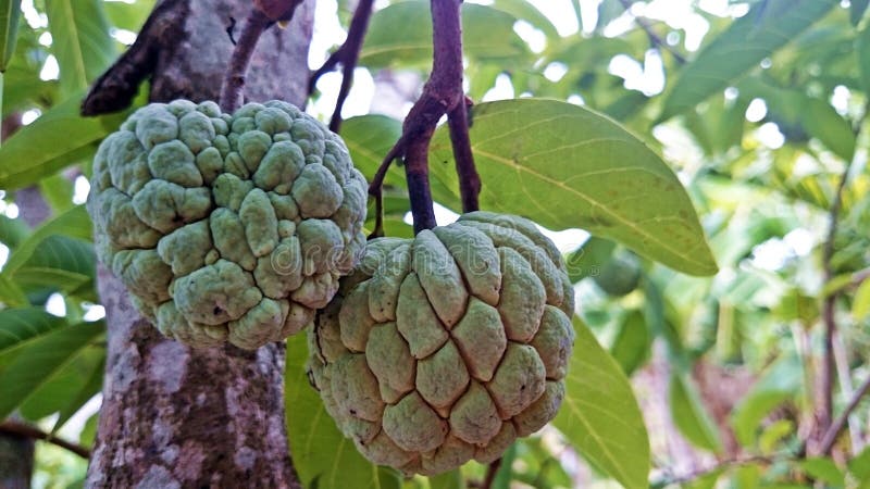 Atis Fruit Stock Photos - Free & Royalty-Free Stock Photos from Dreamstime