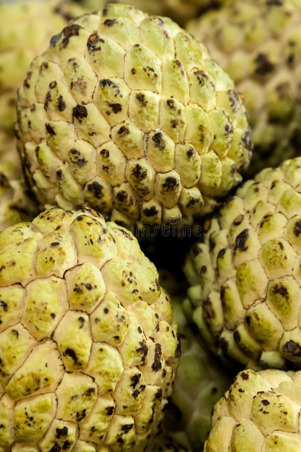 Atis Fruit Photos - Free & Royalty-Free Stock Photos from Dreamstime