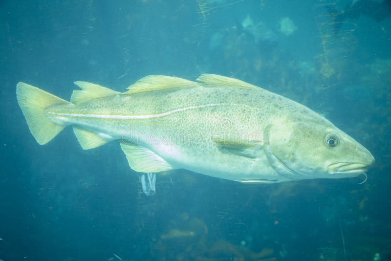 Atlanterhavsparken - Alesund Aquarium Stock Image - Image of baltic ...