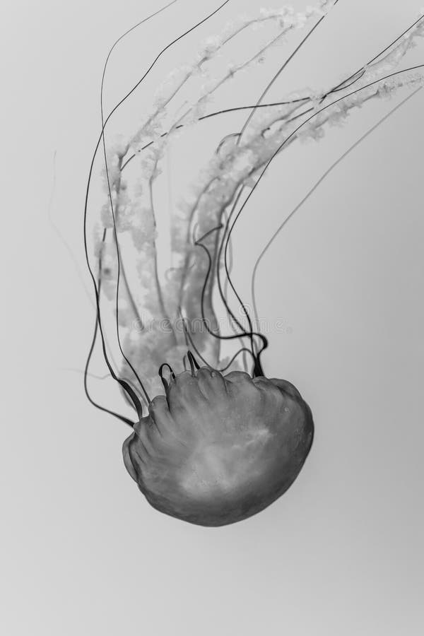 Atlantic Bay Nettle Jellyfish in Black and White Stock Photo - Image of ...