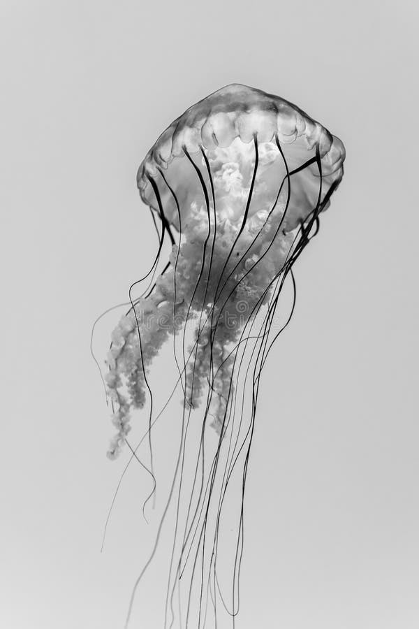 Atlantic Bay Nettle Jellyfish in Black and White Stock Photo - Image of ...