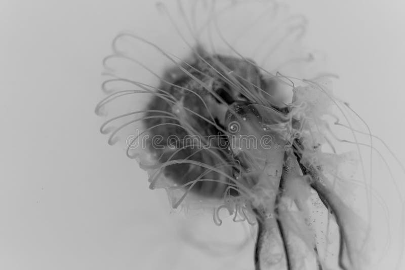 Atlantic Bay Nettle Jellyfish in Black and White Stock Image - Image of ...