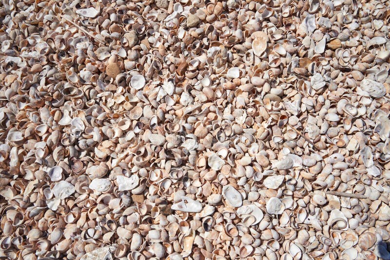 Atlantic Beach Shell Texture in Close I-up for Background Stock Photo ...