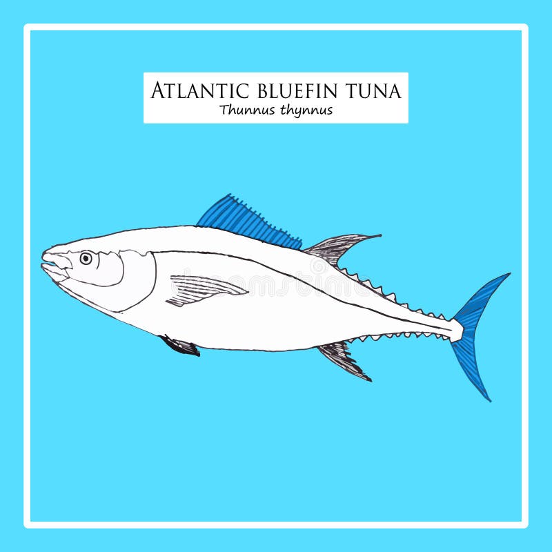 Atlantic Blue-fin Tuna Sketch Stock Vector - Illustration of bluefin ...