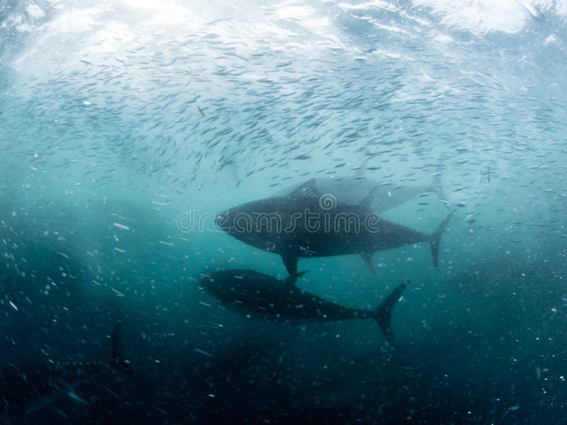 Bluefin Tuna Silhouette and Baitfish, Cornwall Stock Image - Image of ...