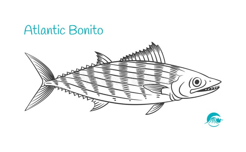 Atlantic Bonito Hand-drawn Illustration Stock Vector - Illustration of ...