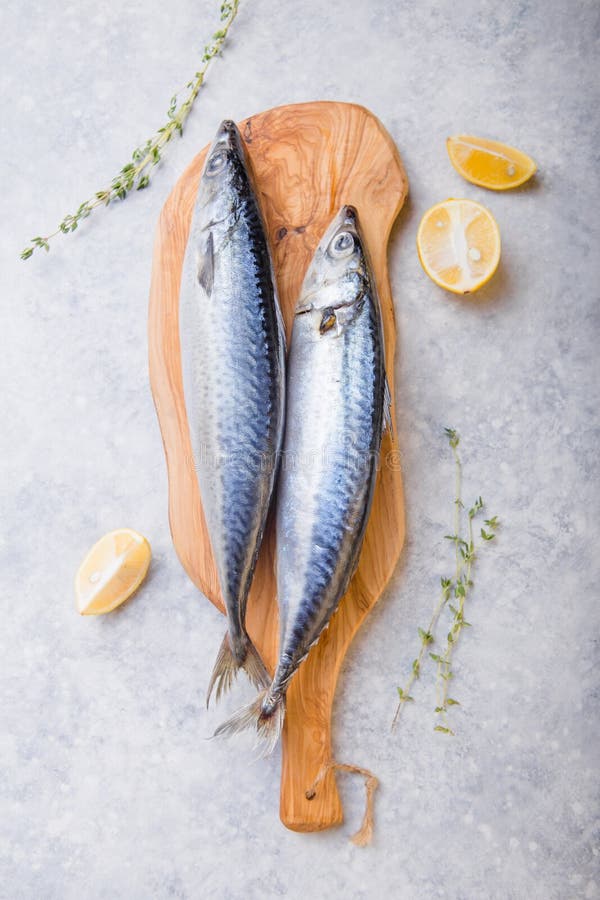 Atlantic Bonito Sarda or Palamida that is Large Mackerel-like Fish ...