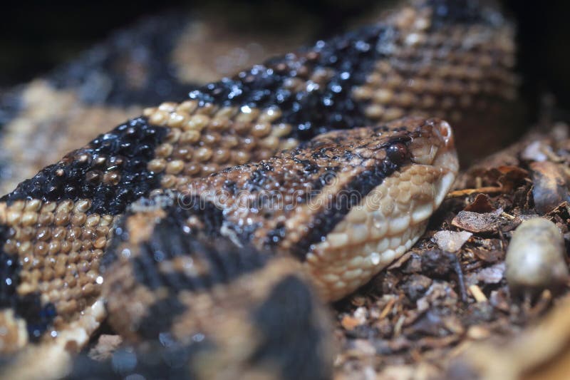 Atlantic bushmaster stock image. Image of muta, head - 368446985