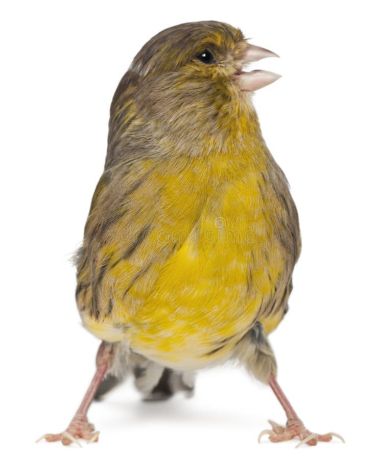 Atlantic Canary. a Small Brazilian Wild Bird Stock Photo - Image of ...