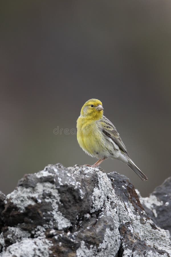 Atlantic Canary, Serinus Canaria Stock Image - Image of nature, small ...