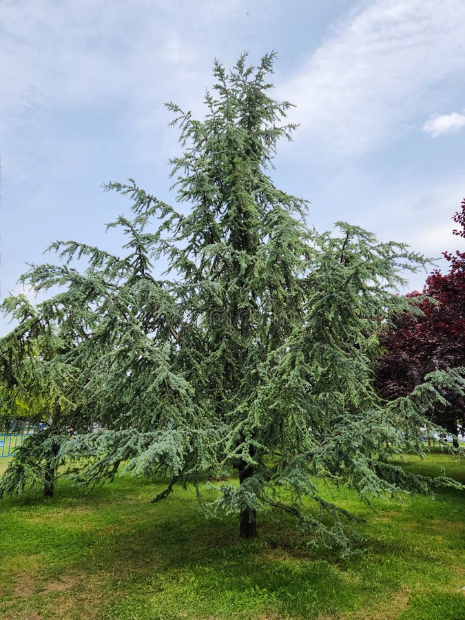 Atlantic Cedar Tree in a Park Stock Photo - Image of canopy, cedar ...