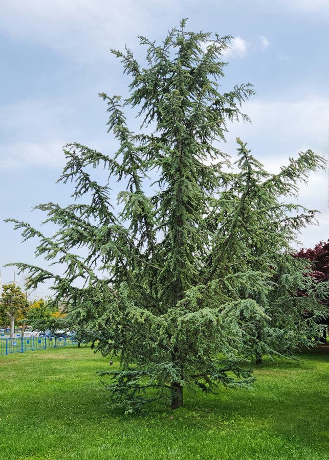 Atlantic Cedar Tree in a Park Stock Photo - Image of decorative, cone ...