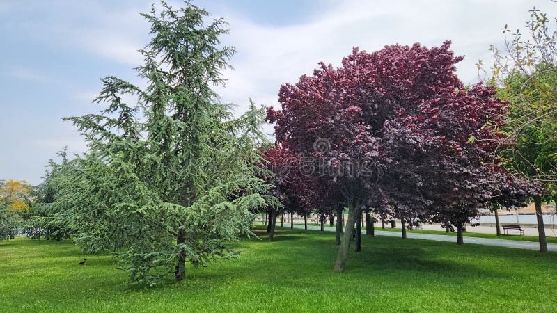 Atlantic Cedar Tree in a Park Stock Photo - Image of atlas, cedar ...