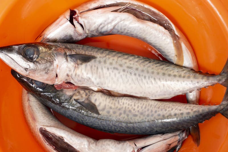 Atlantic Chub Mackerel Fish Stock Photo - Image of menu, colias: 182581202